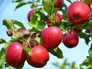 2 honeycrisp apple tree live plant 1ft to 2ft fruit tree tall no ship ca planting ornaments perennial garden ready to grow pots