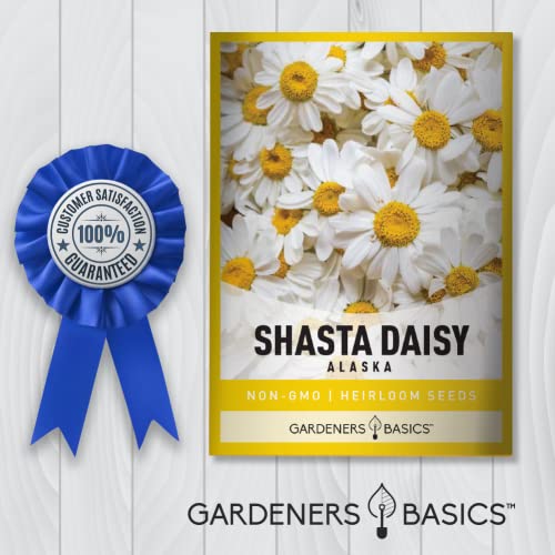 White Shasta Daisy Flower Seeds for Planting (Alaska, Chrysanthemum Maximum) Perennial Heirloom, Non-GMO Flowers Seed Variety- 500mg Seeds Great for Summer Cut Flower Gardens by Gardeners Basics