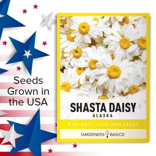 White Shasta Daisy Flower Seeds for Planting (Alaska, Chrysanthemum Maximum) Perennial Heirloom, Non-GMO Flowers Seed Variety- 500mg Seeds Great for Summer Cut Flower Gardens by Gardeners Basics