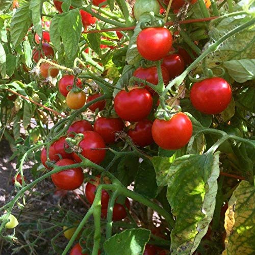 Washington Cherry Tomato Seeds (20 Seed Pack)