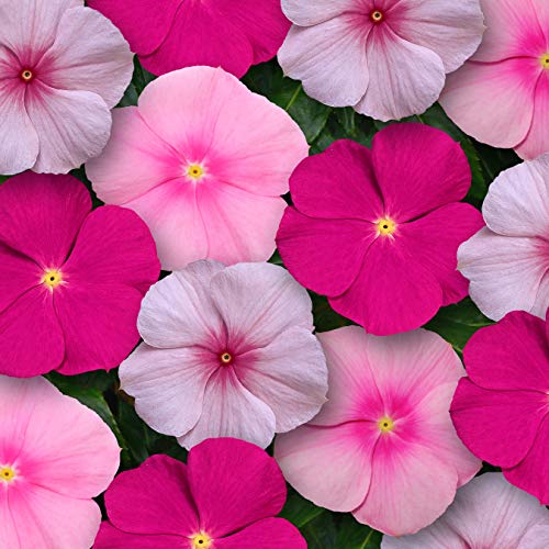 Outsidepride Vinca Periwinkle Titan Bubble Gum Garden Flower, Ground Cover, & Container Plant Mix - 50 Seeds