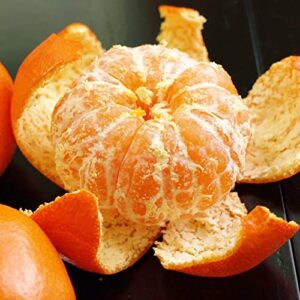 mandarin orange seeds cold hardy mandarin, citrus unshiu, satsuma orange evergreen sweet organic gmo free home garden outdoor 25pcs fruit seeds yegaol garden