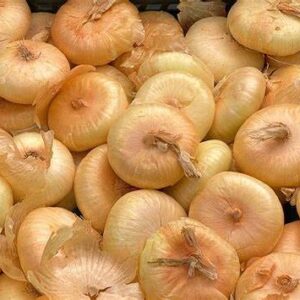 250 Cipollini Yellow Onion seeds for planting Heirloom Non GMO 1 grams Garden Vegetable bulk Survival