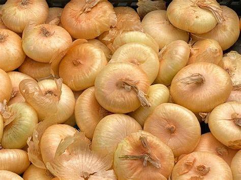 250 Cipollini Yellow Onion seeds for planting Heirloom Non GMO 1 grams Garden Vegetable bulk Survival