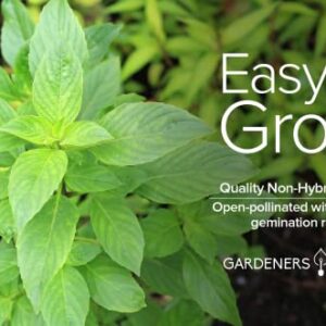 Thai Basil Seeds for Planting Herbs - Heirloom Non-GMO Herb Plant Seeds for Home Herb Garden Indoors, Outdoors, and Hydroponics by Gardeners Basics