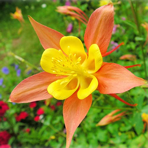 Double Orange Yellow Columbine Seeds Perennial Low Maintenance Cut Flower Showy Deer & Rabbit Resistant Attracts Pollinators Beds Borders Outdoor 50Pcs Flower Seeds by YEGAOL Garden