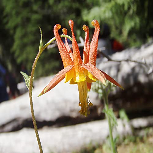 Double Orange Yellow Columbine Seeds Perennial Low Maintenance Cut Flower Showy Deer & Rabbit Resistant Attracts Pollinators Beds Borders Outdoor 50Pcs Flower Seeds by YEGAOL Garden