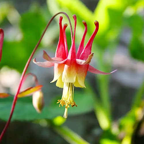 Double Orange Yellow Columbine Seeds Perennial Low Maintenance Cut Flower Showy Deer & Rabbit Resistant Attracts Pollinators Beds Borders Outdoor 50Pcs Flower Seeds by YEGAOL Garden