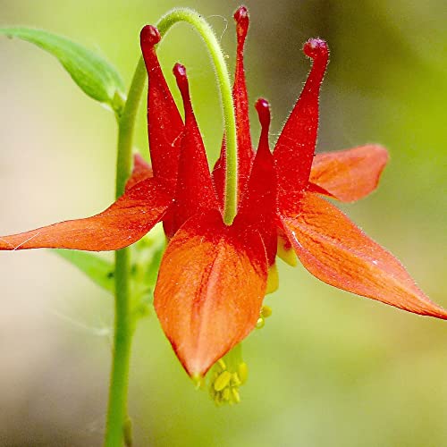 Double Orange Yellow Columbine Seeds Perennial Low Maintenance Cut Flower Showy Deer & Rabbit Resistant Attracts Pollinators Beds Borders Outdoor 50Pcs Flower Seeds by YEGAOL Garden