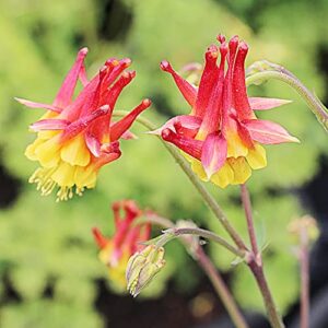 Double Orange Yellow Columbine Seeds Perennial Low Maintenance Cut Flower Showy Deer & Rabbit Resistant Attracts Pollinators Beds Borders Outdoor 50Pcs Flower Seeds by YEGAOL Garden