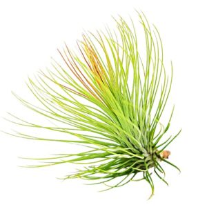 the drunken gnome air plants – andreana – 3 pack – air purifying flowering tillandsia for terrarium, fairy garden starter kit, home office, indoor outdoor, corporate gift (3 pack)