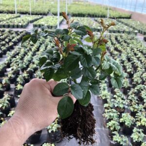 Rose "Pink Rose" Seedlings, Pink Rose Bush,Rose Hedging,Living Tinged Rose Plant,Perennial Plant Root,Home Garden Yard Decor Blooms This Year,Easy Planting