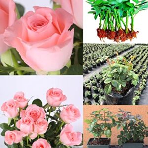 Rose "Pink Rose" Seedlings, Pink Rose Bush,Rose Hedging,Living Tinged Rose Plant,Perennial Plant Root,Home Garden Yard Decor Blooms This Year,Easy Planting