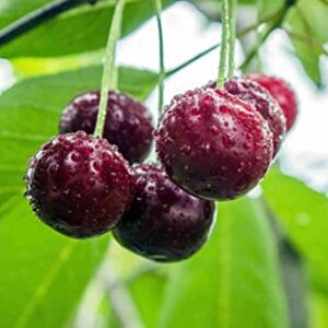 Zeoust Loife 30 Seeds Dwarf Cherry Tree Seeds Fresh Fruit Seeds for Planting Garden Seeds Heirloom (Dwarf Cherry Tree)