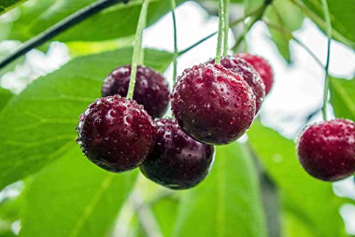 Zeoust Loife 30 Seeds Dwarf Cherry Tree Seeds Fresh Fruit Seeds for Planting Garden Seeds Heirloom (Dwarf Cherry Tree)