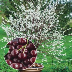 Zeoust Loife 30 Seeds Dwarf Cherry Tree Seeds Fresh Fruit Seeds for Planting Garden Seeds Heirloom (Dwarf Cherry Tree)