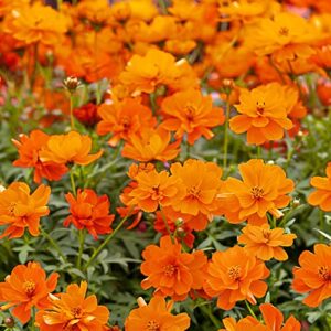 outsidepride cosmos sulphureus mandarin compact garden flower plant seed – 100 seeds