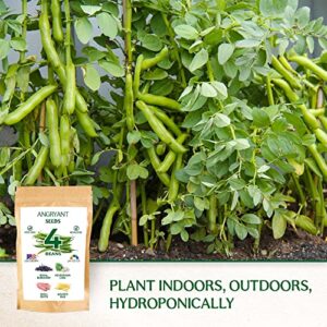 Bean Seeds 4 Variety Pack - Non GMO, Heirloom Seeds for Planting Indoor, Outdoor, and Hydroponic Vegetable Garden - 100% USA Grown - Including Royal Burgundy, Henderson Lima, Shell Pinto, Golden Wax