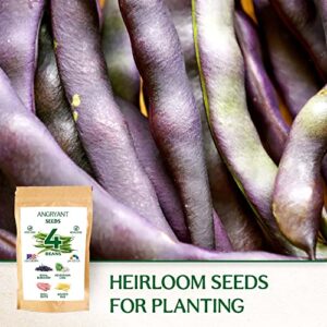 Bean Seeds 4 Variety Pack - Non GMO, Heirloom Seeds for Planting Indoor, Outdoor, and Hydroponic Vegetable Garden - 100% USA Grown - Including Royal Burgundy, Henderson Lima, Shell Pinto, Golden Wax