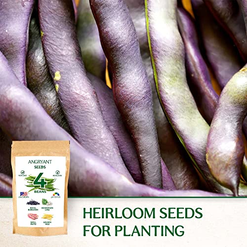 Bean Seeds 4 Variety Pack - Non GMO, Heirloom Seeds for Planting Indoor, Outdoor, and Hydroponic Vegetable Garden - 100% USA Grown - Including Royal Burgundy, Henderson Lima, Shell Pinto, Golden Wax