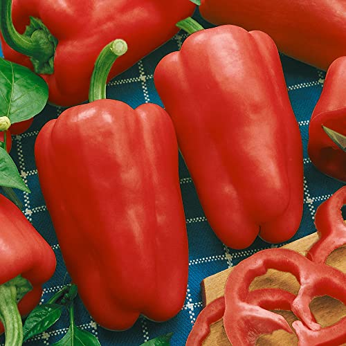 Cabernet F1 Hybrid Sweet Pepper Seeds - 300 Mg Packet ~40 Seeds - Non-GMO, F1 Hybrid - Vegetable Garden - Capsicum annuum