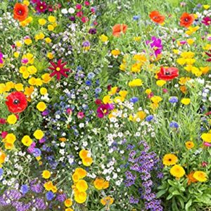 Perennial Wildflower Seeds Package with 25 Different Varieties 100,000 Seeds, Hummingbird and Butterfly Garden Seeds, Popular Perennial Flower Seeds, Non-GMO Wildflower Seeds Mix for Your Garden