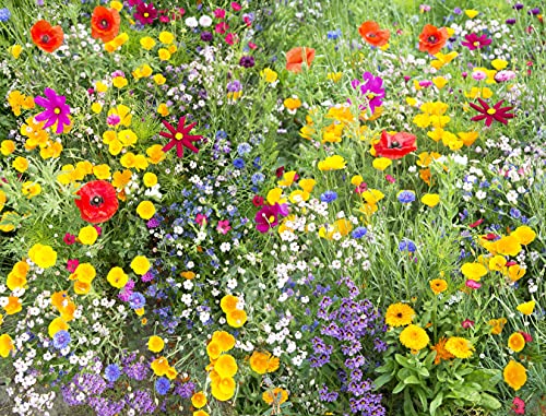 Perennial Wildflower Seeds Package with 25 Different Varieties 100,000 Seeds, Hummingbird and Butterfly Garden Seeds, Popular Perennial Flower Seeds, Non-GMO Wildflower Seeds Mix for Your Garden