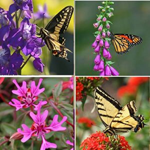 Perennial Wildflower Seeds Package with 25 Different Varieties 100,000 Seeds, Hummingbird and Butterfly Garden Seeds, Popular Perennial Flower Seeds, Non-GMO Wildflower Seeds Mix for Your Garden