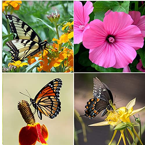 Perennial Wildflower Seeds Package with 25 Different Varieties 100,000 Seeds, Hummingbird and Butterfly Garden Seeds, Popular Perennial Flower Seeds, Non-GMO Wildflower Seeds Mix for Your Garden