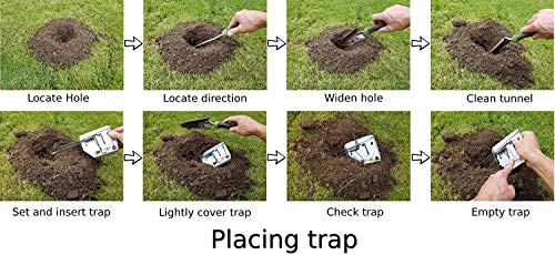 MOLE Trap (Pack of 2) LASSO Galvanized & Oil Hardened Steel// Super Cost-Effective, Reusable, Durable Animal Best in The Lawn, Yard, Garden, Farm, All Outdoor Settings w/ Manual (Small) 2 1/8inch