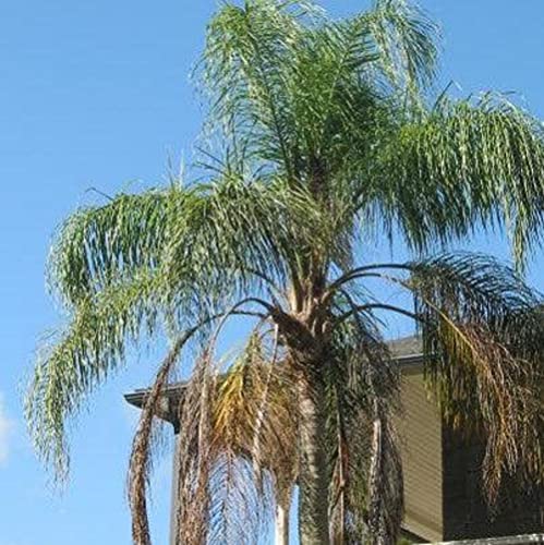 CHUXAY GARDEN Syagrus Romanzoffiana,Queen Palm,Cocos Palm 5 Seeds Elegant Evergreen Palm Long-Lived Hardy Tree Great for Specimen or Street Tree