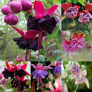 daisy garden 100 pcs fuchsia flower seeds mixed lantern multi-colored perennial home plant bonsai