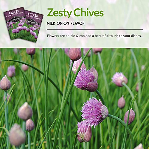 Survival Garden Seeds - Common Chives Seed for Planting - Packet with Instructions to Plant and Grow Delicious Perennial Herbs in Your Home Vegetable Garden - Non-GMO Heirloom Variety