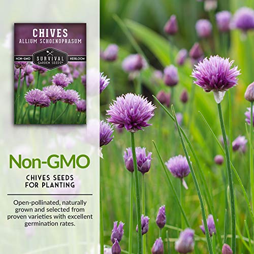 Survival Garden Seeds - Common Chives Seed for Planting - Packet with Instructions to Plant and Grow Delicious Perennial Herbs in Your Home Vegetable Garden - Non-GMO Heirloom Variety