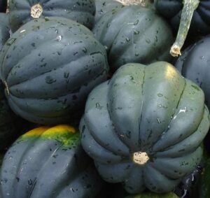 squash seeds- table queen acorn- heirloom- 40+ seeds