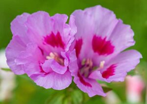 godetia cattleya lilac flower seeds for planting, 1500+ flower seeds per packet, (isla’s garden seeds), non gmo & heirloom seeds, scientific name: clarkia amoena, great home flower garden gift