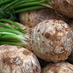 Giant Prague Celeriac Seeds for Planting - 1 g 2000+ Seeds - Non-GMO, Heirloom Vegetable Garden Seeds - Sealed in a Beautiful Mylar Package for Extended Shelf Life