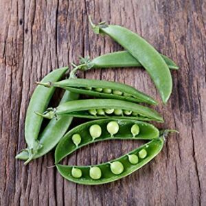 Gaea's Blessing Seeds - Sugar Snap Pea Seeds - Non-GMO Seeds for Planting with Easy to Follow Instructions 94% Germination Rate (Pack of 1)