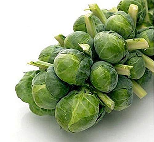 David's Garden Seeds Brussels Sprouts Long Island Improved FBA-1443 (Green) 50 Non-GMO, Heirloom Seeds