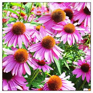 100 purple coneflower seeds | non-gmo | fresh garden seeds