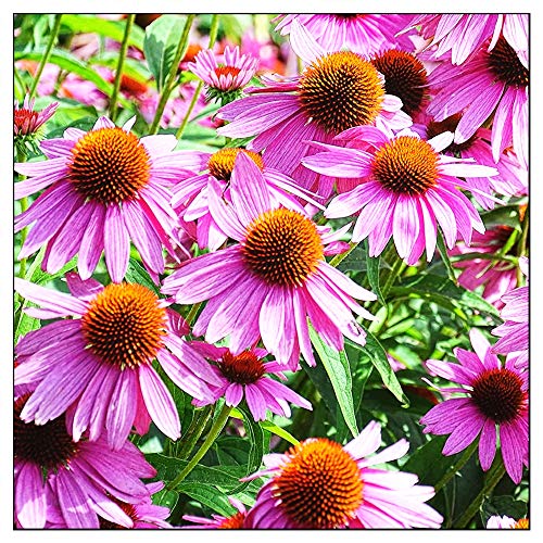 100 Purple Coneflower Seeds | Non-GMO | Fresh Garden Seeds