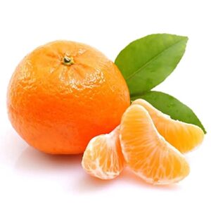 yegaol garden tangerine orange tree seeds mandarin orange seeds organic non-gmo sweet juicy rich in vitamins 20pcs fruit seeds home garden plant