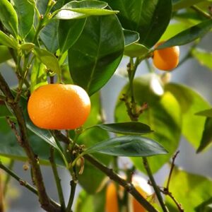 YEGAOL Garden Tangerine Orange Tree Seeds Mandarin Orange Seeds Organic Non-GMO Sweet Juicy Rich in Vitamins 20Pcs Fruit Seeds Home Garden Plant