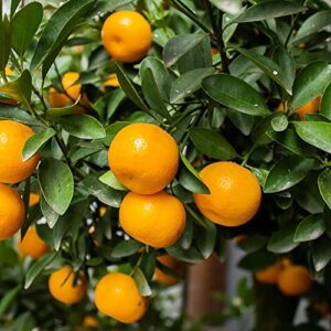 YEGAOL Garden Tangerine Orange Tree Seeds Mandarin Orange Seeds Organic Non-GMO Sweet Juicy Rich in Vitamins 20Pcs Fruit Seeds Home Garden Plant