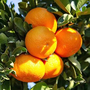 YEGAOL Garden Tangerine Orange Tree Seeds Mandarin Orange Seeds Organic Non-GMO Sweet Juicy Rich in Vitamins 20Pcs Fruit Seeds Home Garden Plant