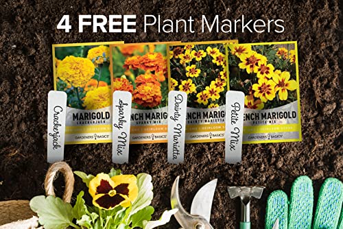 Marigold Seeds for Planting Outdoors (4 Variety Pack) French Marigold Petite Mix, Dainty Marietta, Sparky, and African Marigold Seeds Crackerjack for Pollinators Wildflower Seed by Gardeners Basics