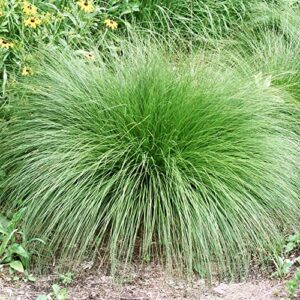 yegaol garden 200pcs prairie dropseed seeds sporobolus heterolepis seeds ornamental long-lived drought tolerant perennial grass low maintenance grass seeds home garden plant