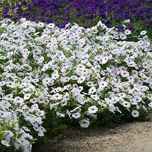 Outsidepride Easy Wave Spreading Petunia Silver Garden Flowers for Hanging Baskets, Pots, Containers, Bedss - 30 Seeds