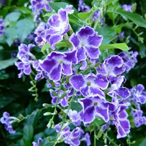 chuxay garden duranta erecta,golden dewdrop, pigeon berry,skyflower 125 seeds purple sprawling shrub small tree ornamental flowering plant low-maintenance