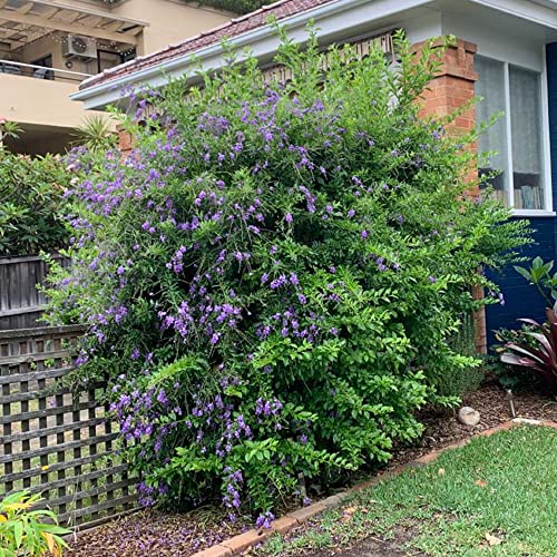 CHUXAY GARDEN Duranta Erecta,Golden Dewdrop, Pigeon Berry,Skyflower 125 Seeds Purple Sprawling Shrub Small Tree Ornamental Flowering Plant Low-Maintenance